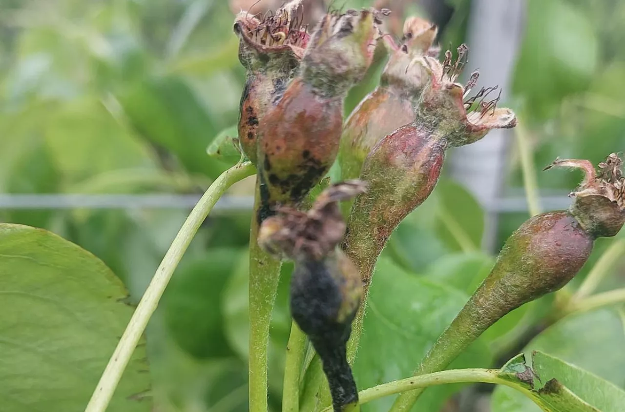 Niespotykana presja ze strony Pseudomonas. Zbiory gruszek na Zachodzie ...