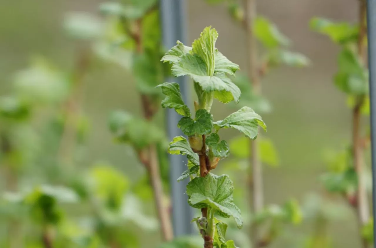 Thiopron – nowy fungicyd na bazie mikronizowanej siarki | Sad24.pl