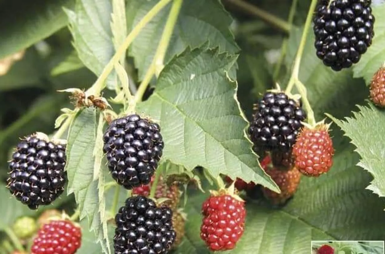 W październikowym „TMJ” - nie tylko o truskawkach przed zimą | Sad24.pl