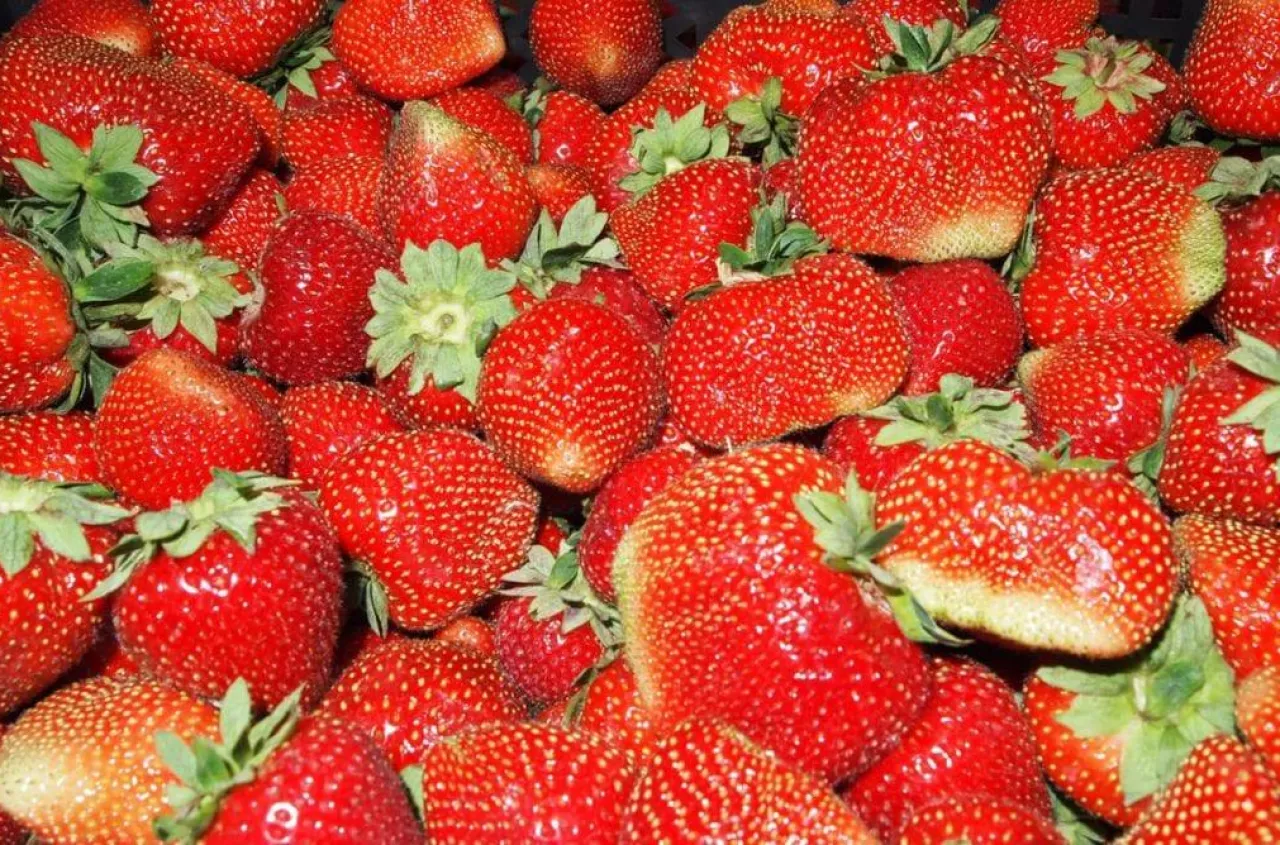 Truskawki: akcja – reakcja. A nas wyniki nie zaskakują… | Sad24.pl